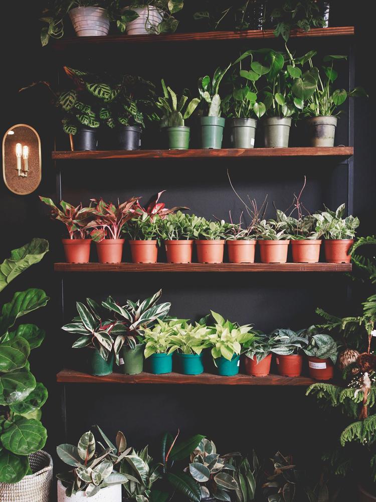 Park & Oak Interior Design | Good Roots | Chicago Plant Shop